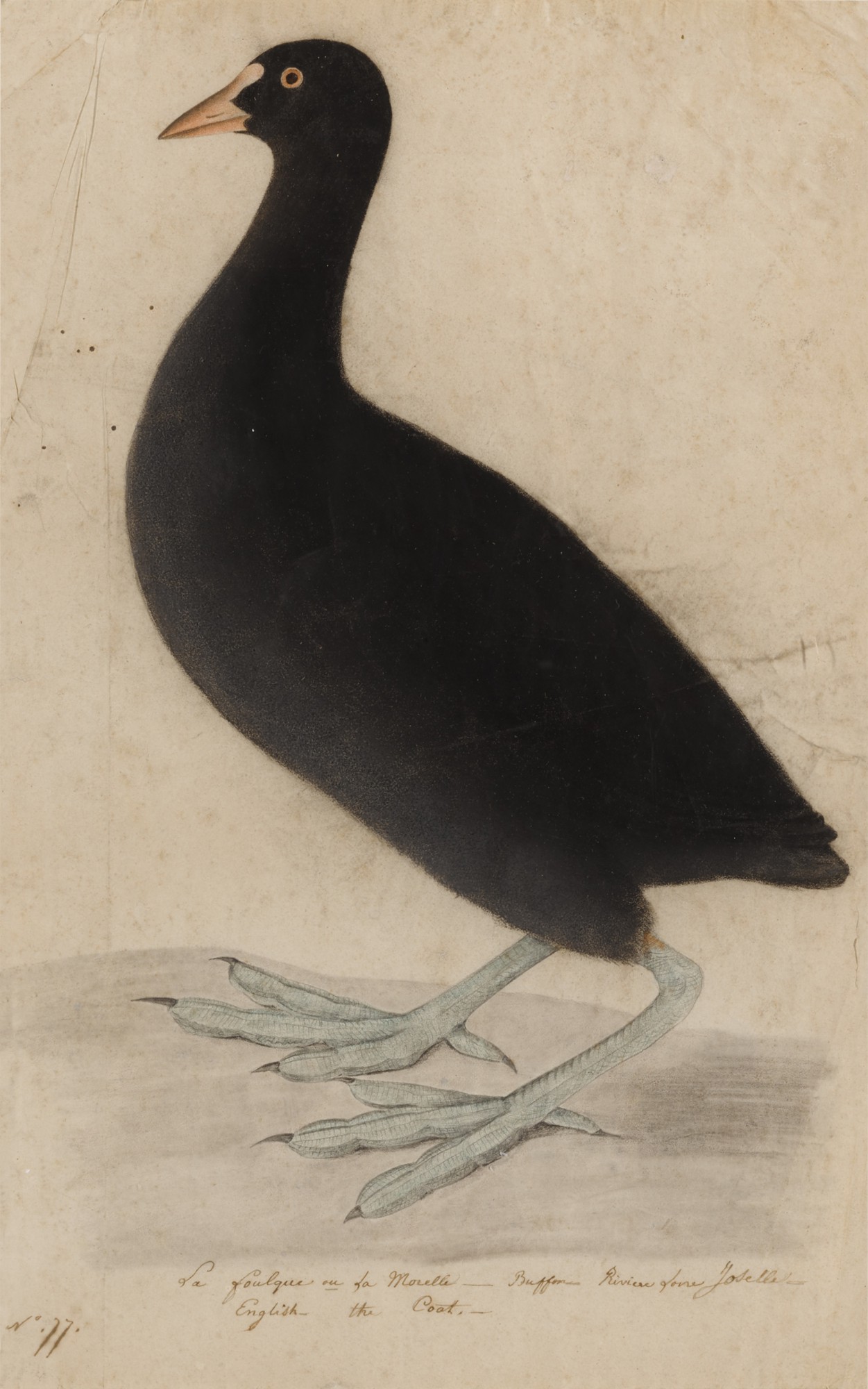 Coot | American Art | 2021 | Sotheby's