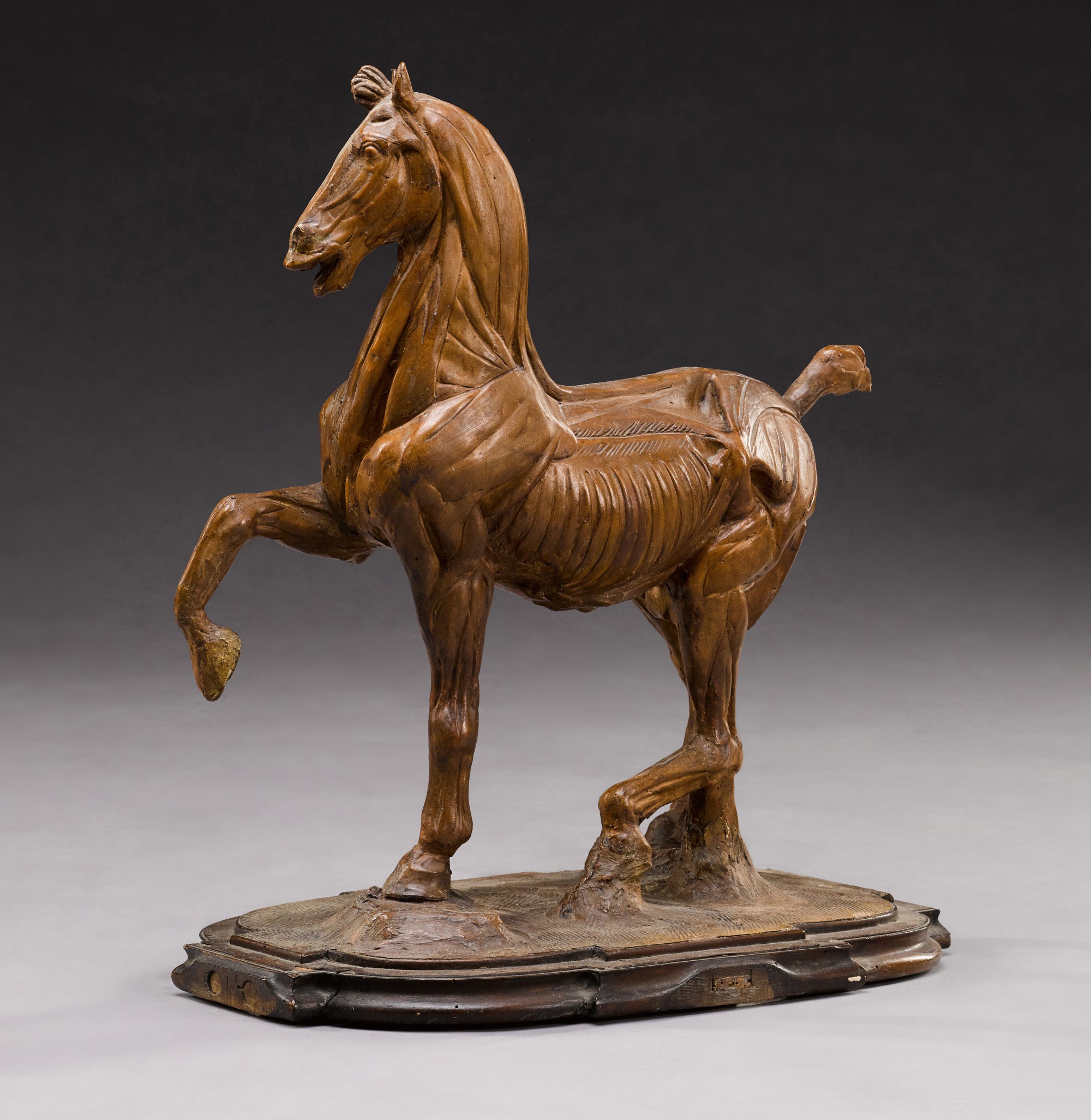 Écorché Horse | TOMASSO II | 2021 | Sotheby's