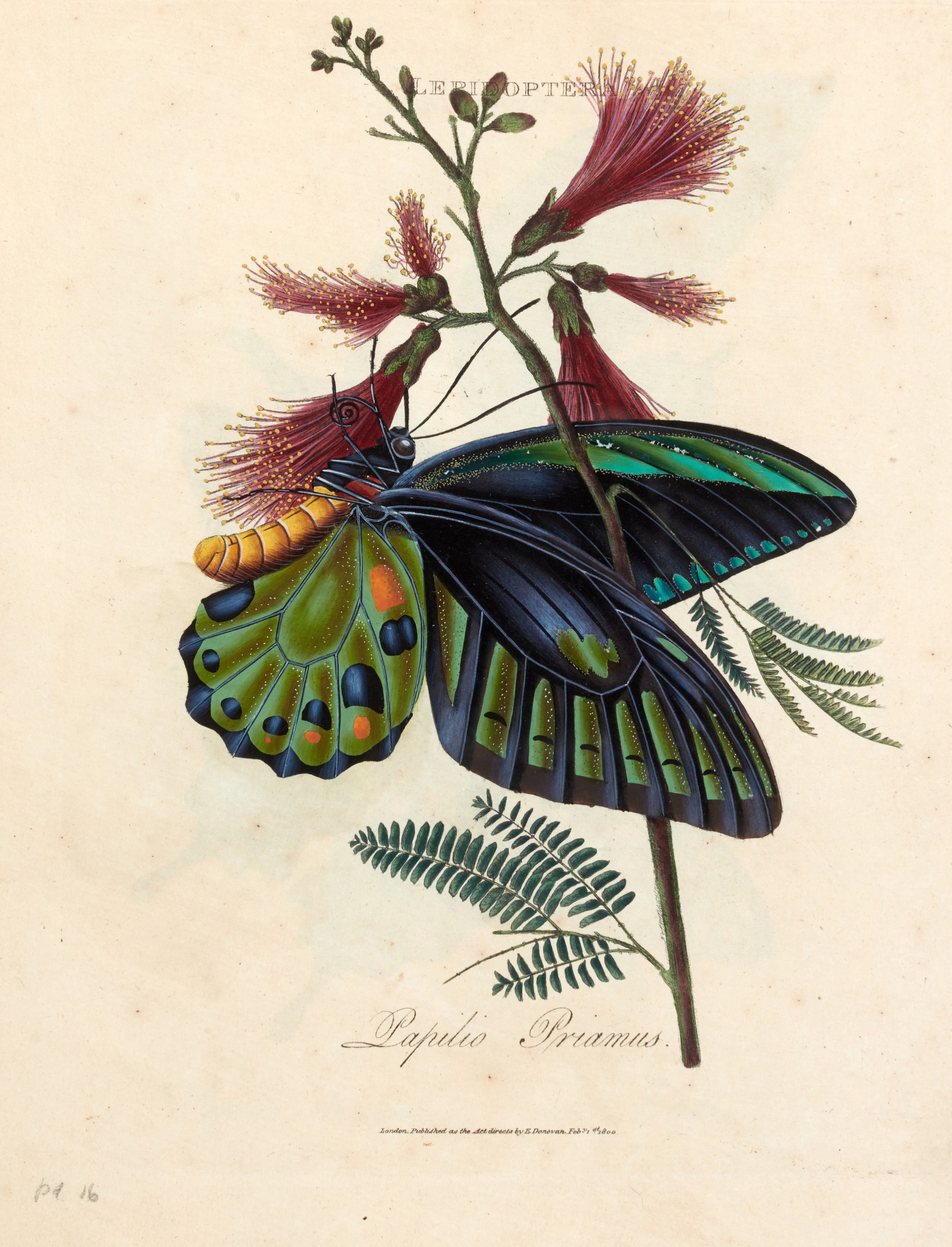 Edward Donovan | An epitome of the natural history of the insects of ...