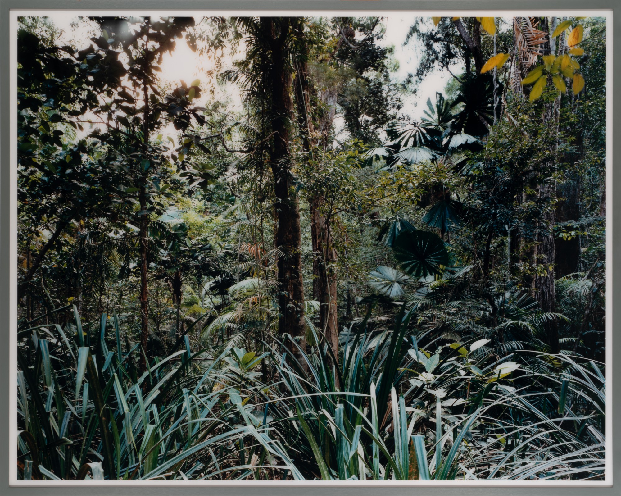 THOMAS STRUTH | PARADISE 7, DAINTREE, AUSTRALIA, 1998 | Swiss Made ...