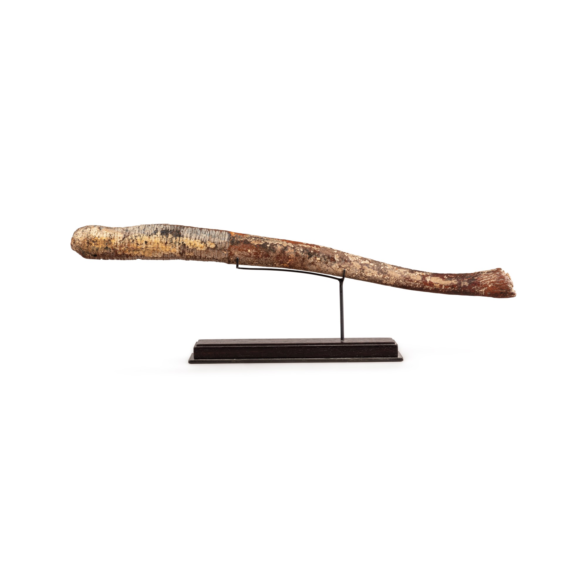 Walrus baculum club, Inuit, Alaska, 18th-19th century | Massue en os ...