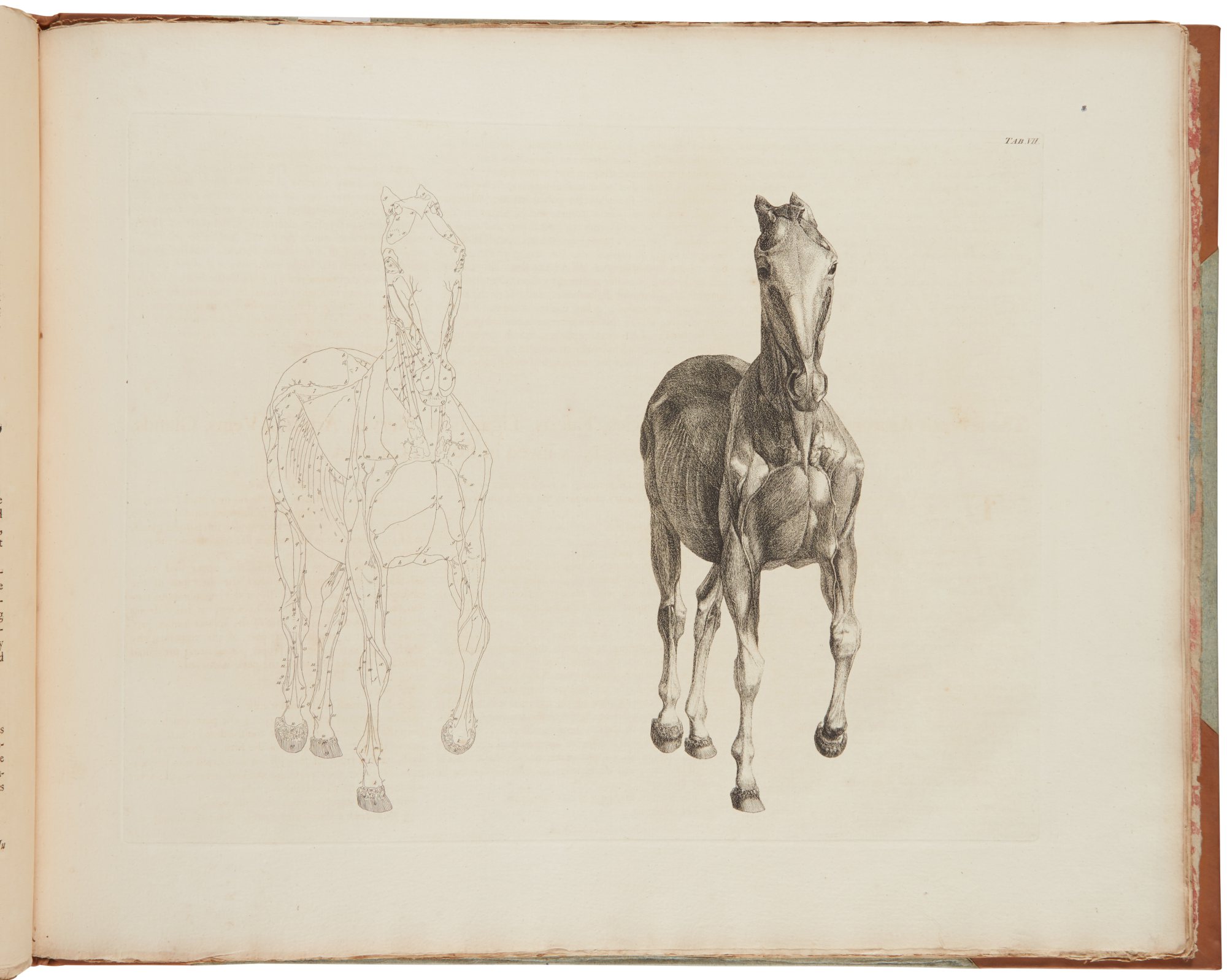 Stubbs, George | A landmark work in the study of equine anatomy | Fine ...