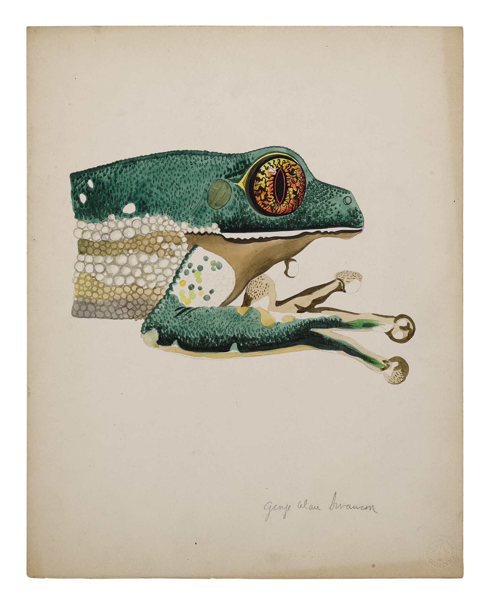 ORANGE-EYED TREE FROG | The Art of Expedition: The Works of George ...