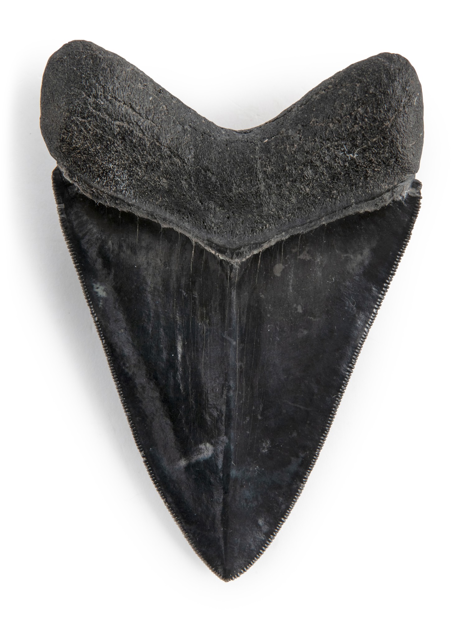 The Tooth Of A Megalodon | History of Science & Technology, Including ...