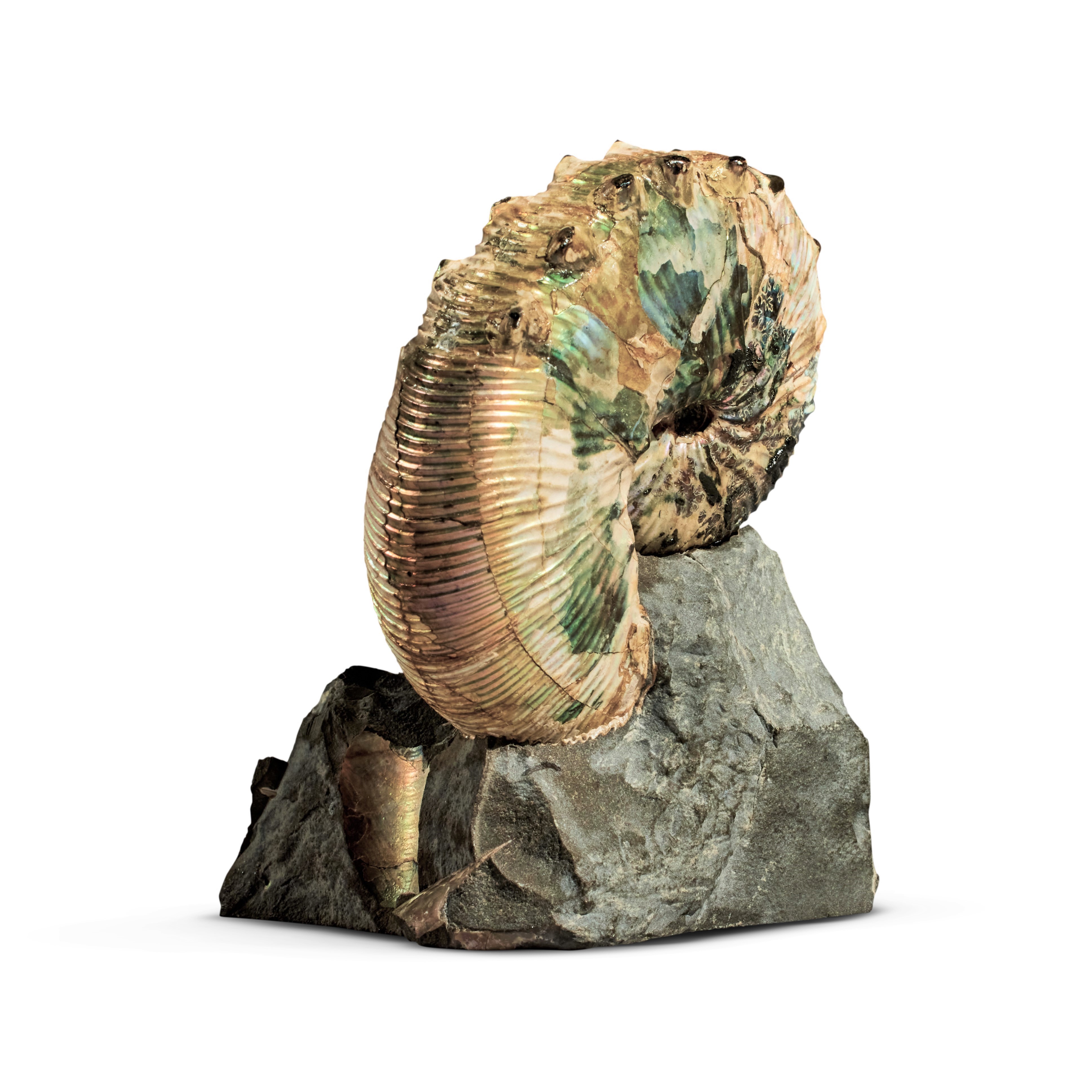 Pearly Ammonite Fossil on Matrix — Hoploscaphites | Natural History ...