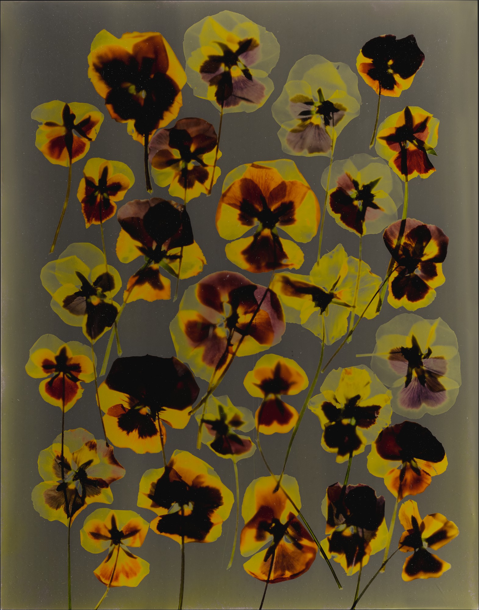 ADAM FUSS | UNTITLED (PANSIES) | Legends, Landscapes, and Lovelies ...