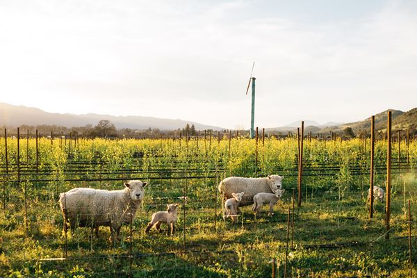 Rudd Estate | The Rarest of Rudd Estate (1 MELR) | Napa Valley Library ...