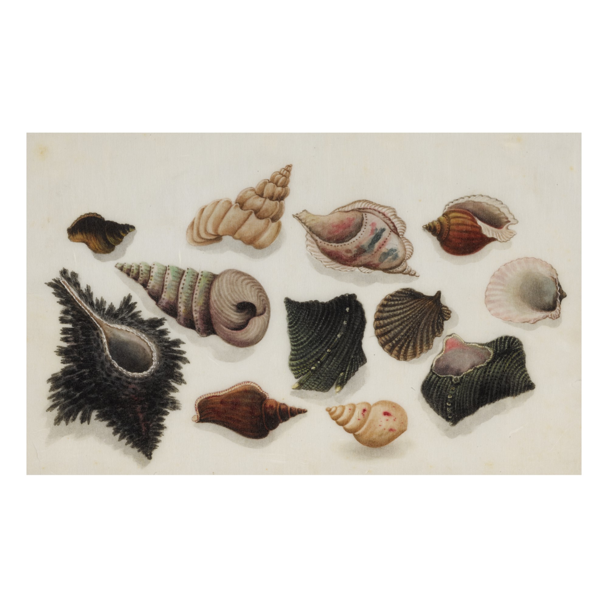 CONTINENTAL SCHOOL, 19TH CENTURY | A SHEET OF SEASHELL STUDIES | Mario ...