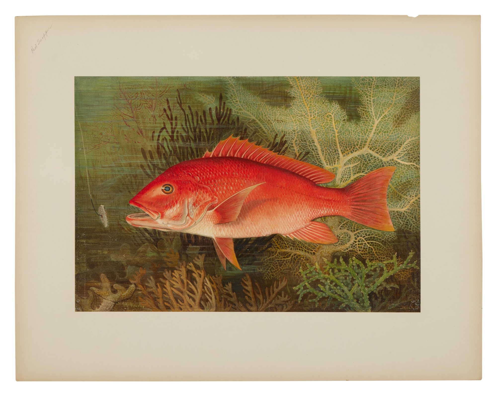 Goode, George Brown and Kilbourne, Samuel A. | With their natural ...