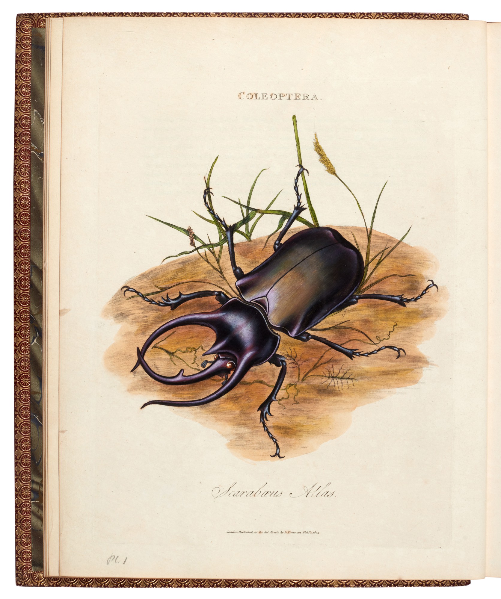 Edward Donovan | An epitome of the natural history of the insects of ...