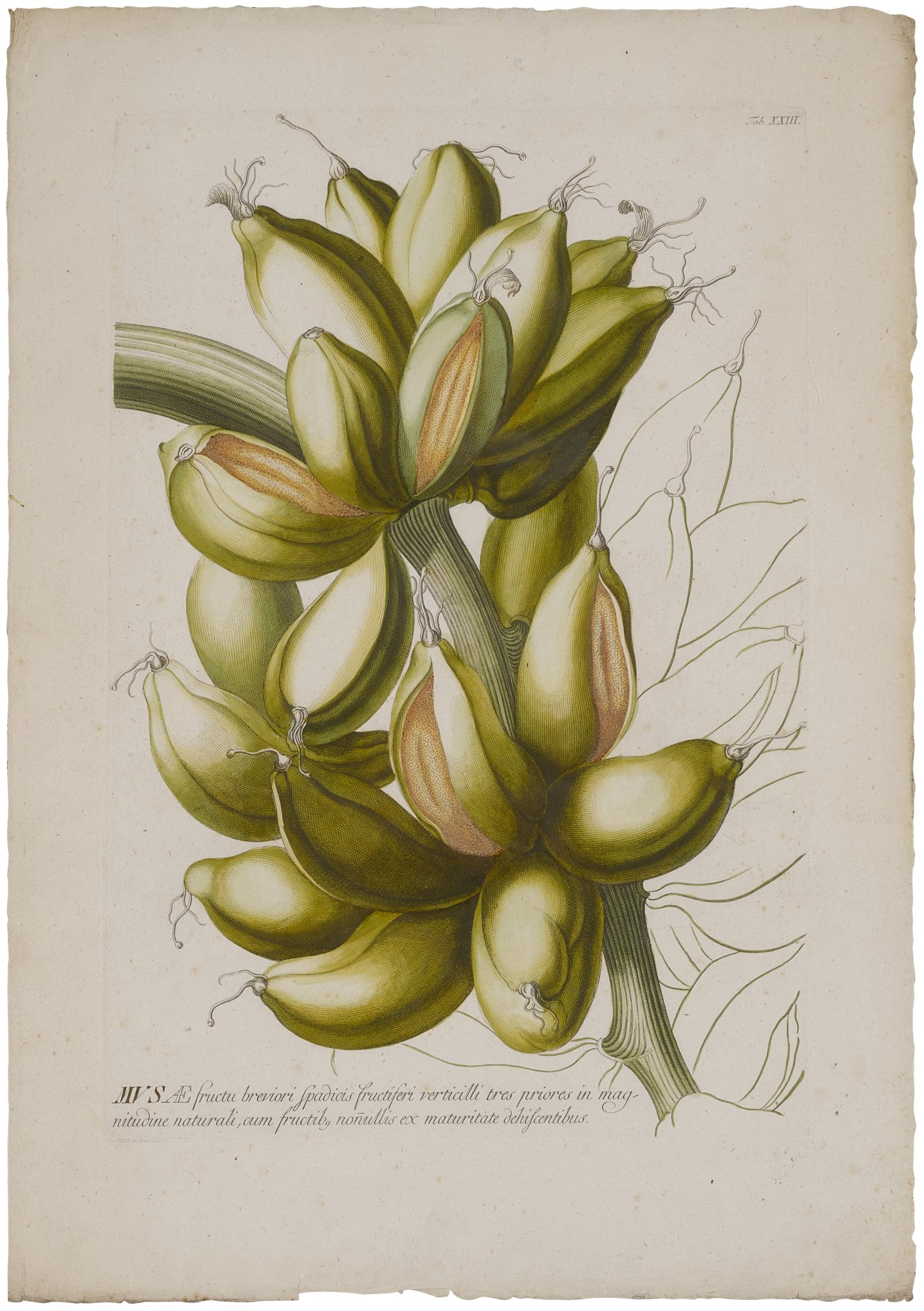 Trew, Christoph Jacob, and Georg Dionysius Ehret | Over one hundred ...