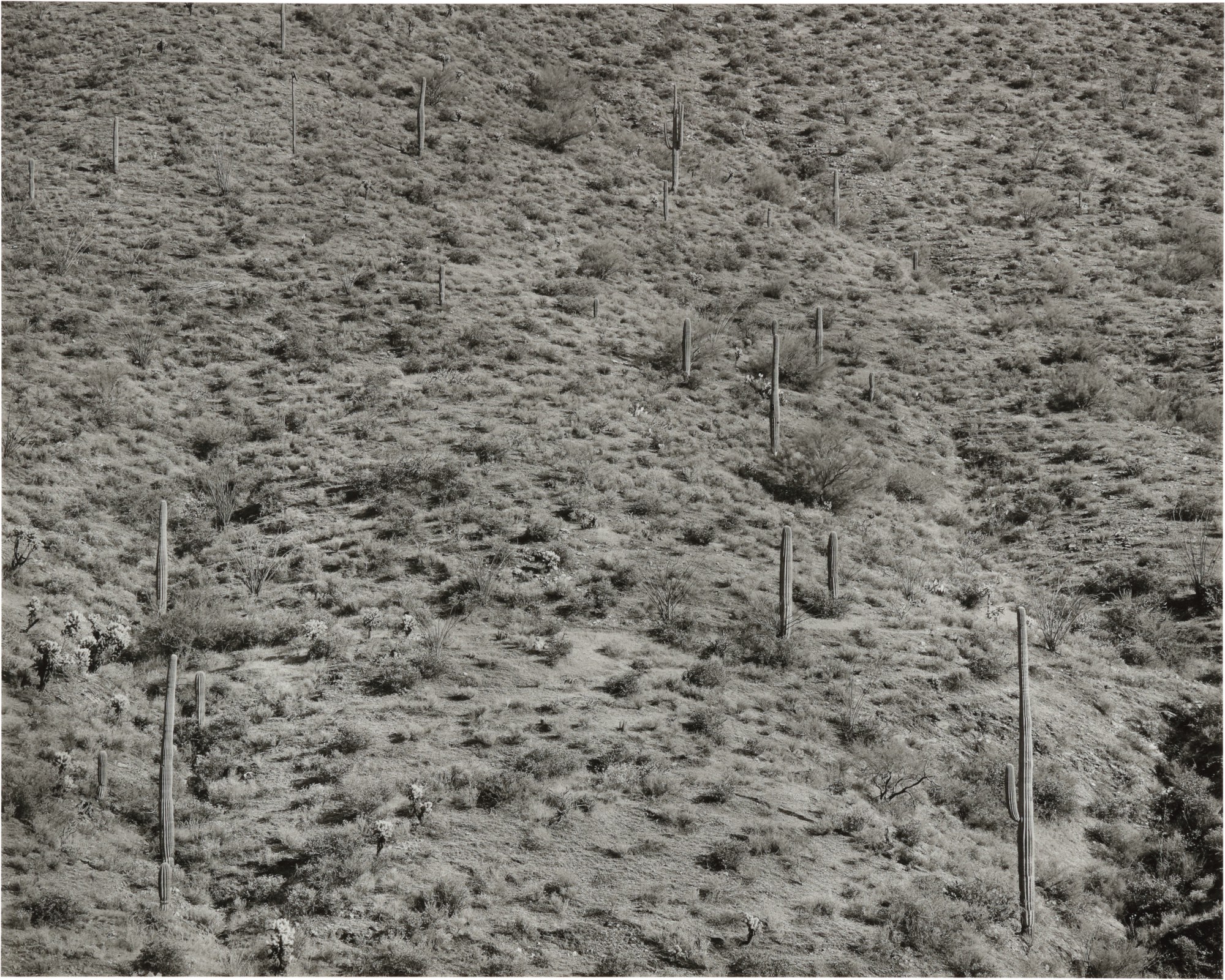 FREDERICK SOMMER | ARIZONA LANDSCAPE | Classic Photographs | 2020 ...