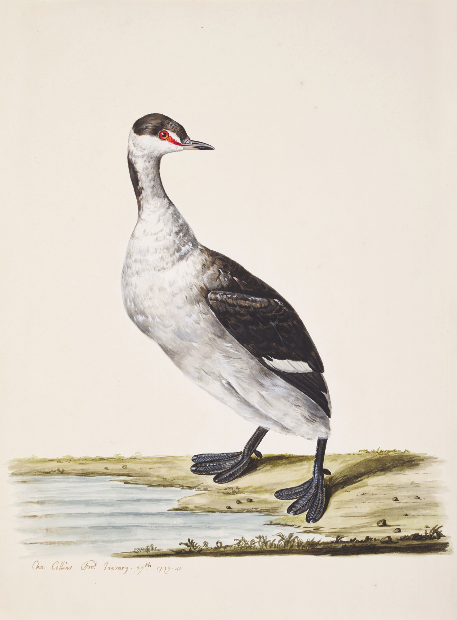 A Horned Grebe | Old Master & British Works on Paper | 2021 | Sotheby's