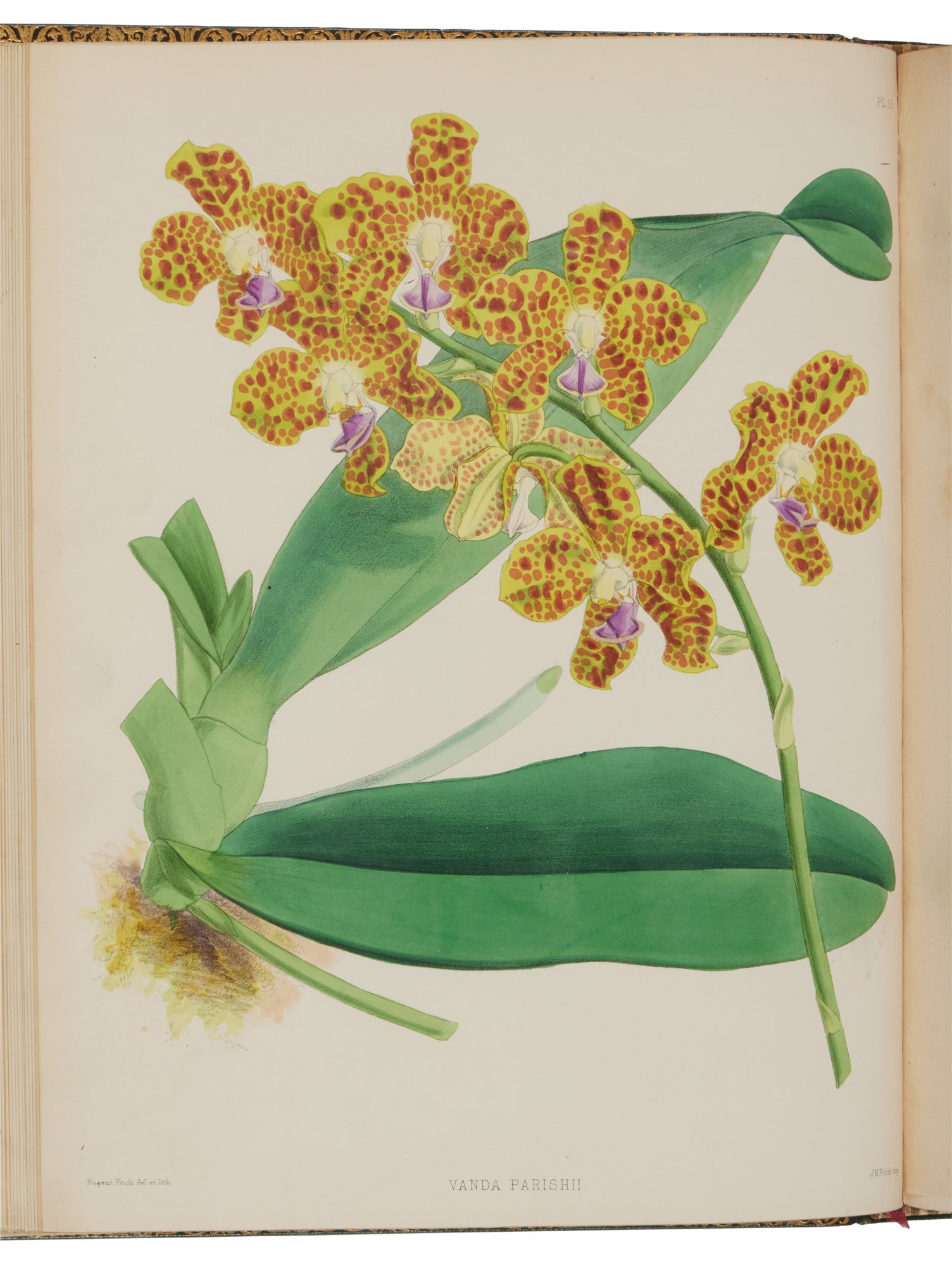 Warner, Robert and Benjamin Samuel Williams, and Thomas Moore | A ...