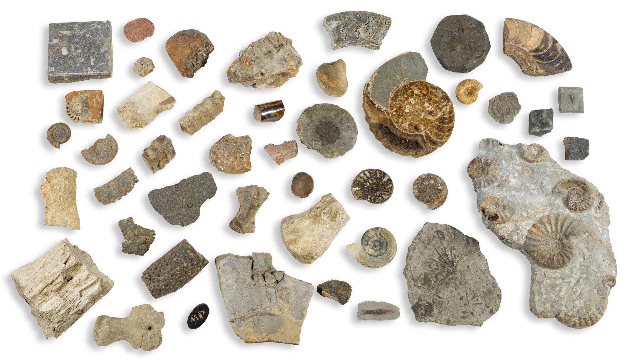 THE BERKELEY COLLECTION OF FOSSILS, ASSEMBLED IN THE 19TH CENTURY ...