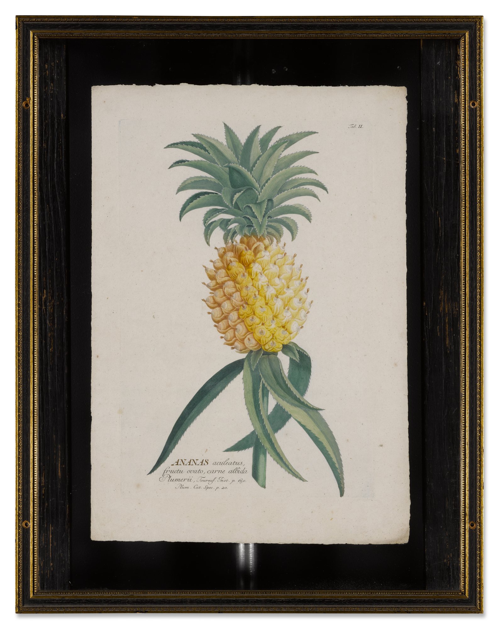 Trew, Christoph Jacob, and Georg Dionysius Ehret | Over one hundred ...