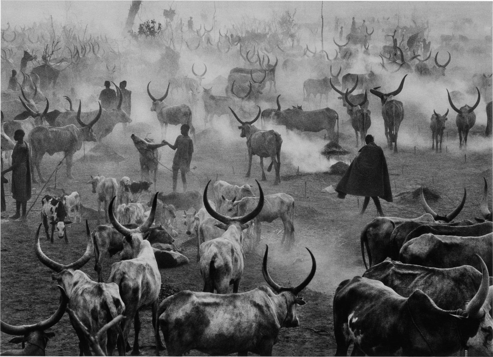 Dinka Cattle Camp of Amak, Southern Sudan | Classic Photographs | 2021 ...