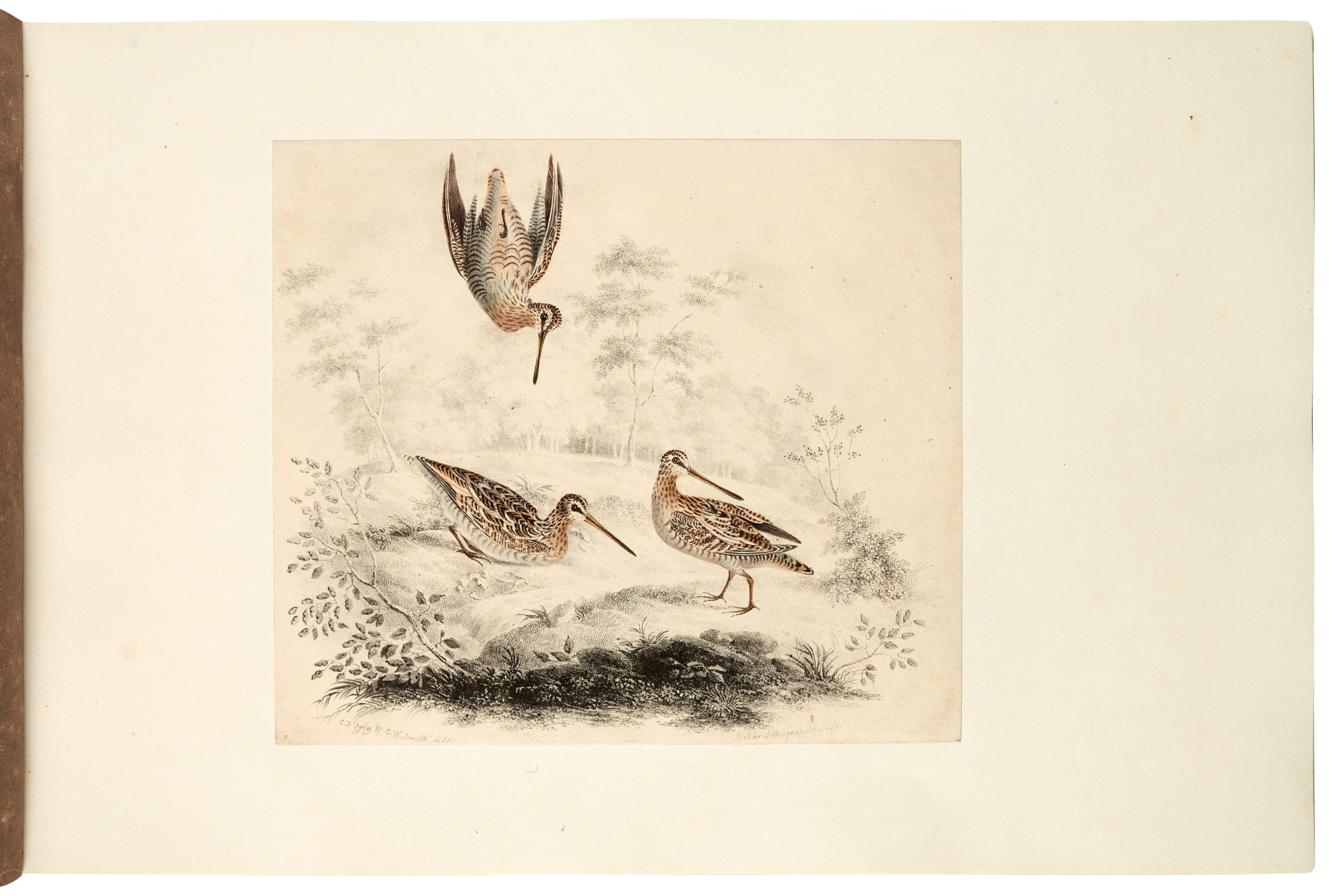 Christopher Webb Smith and Charles d'Oyly | Oriental ornithology, Patna ...