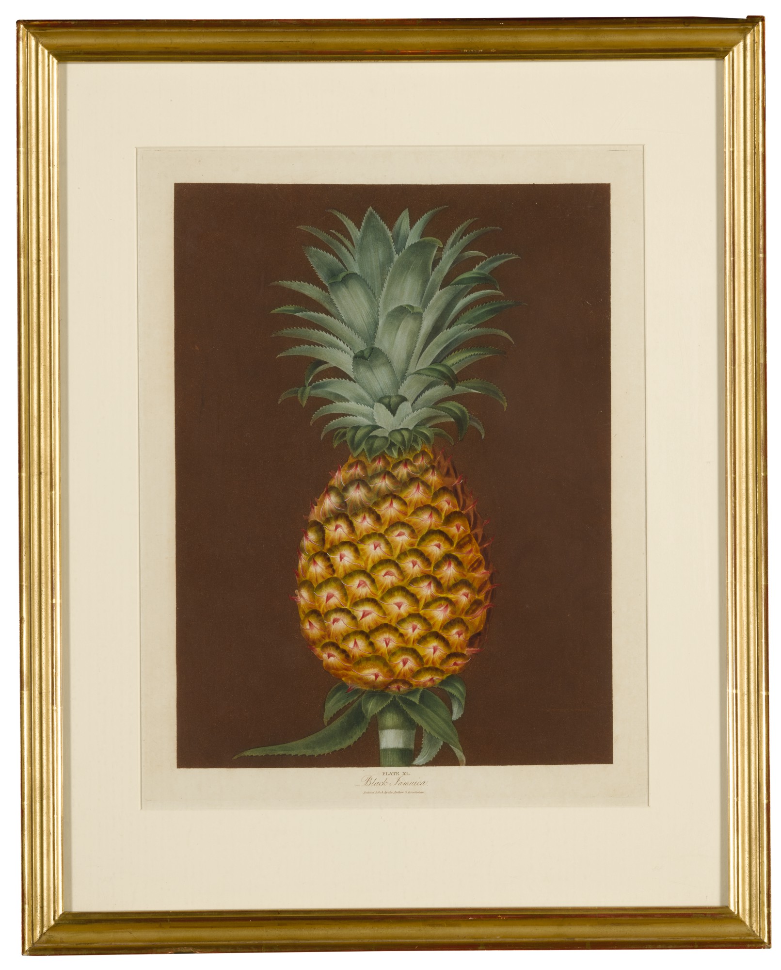 GEORGE BROOKSHAW | (PINEAPPLE) SMOOTH LEAVED GREEN ANTIGUA PINE. [PL ...