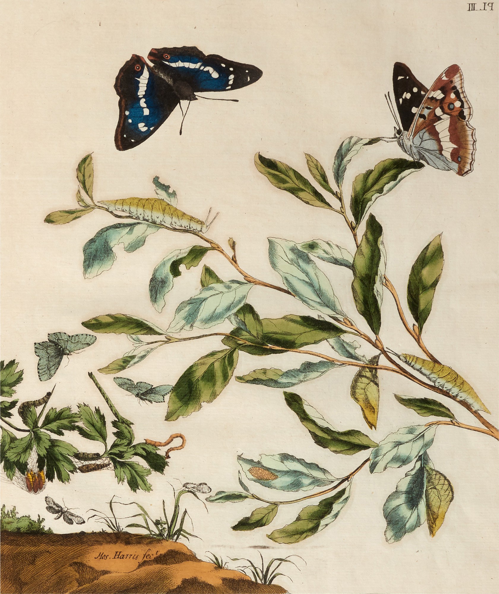 Moses Harris | The Aurelian, or natural history of English insects ...