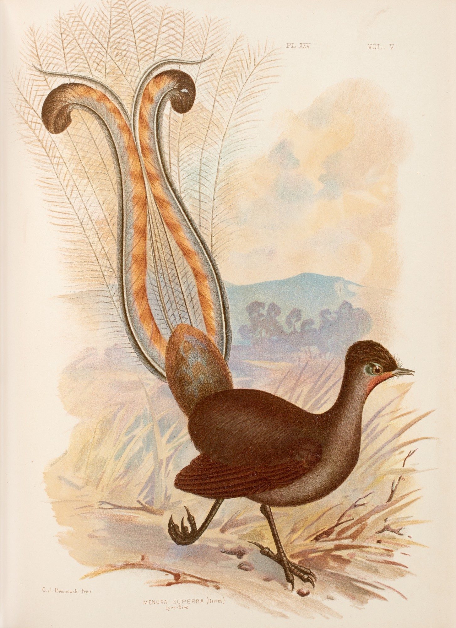 Gracius J. Broinowski | The Birds of Australia, Melbourne, 1890-1891, 6 ...