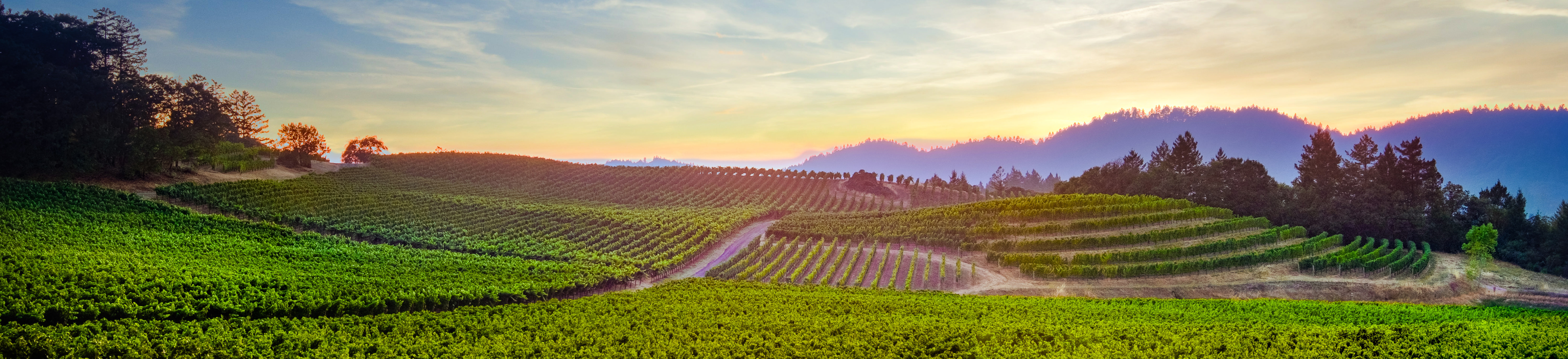 Auction Napa Valley | 2025 | Sotheby's
