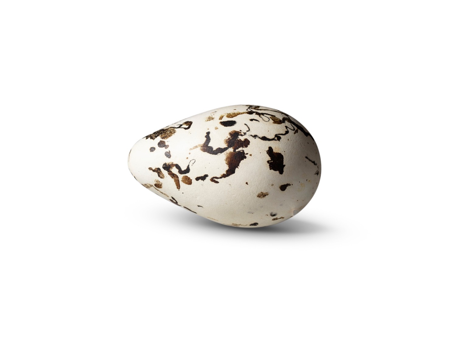 An Egg of the Extinct Great Auk | Natural History | 2021 | Sotheby's