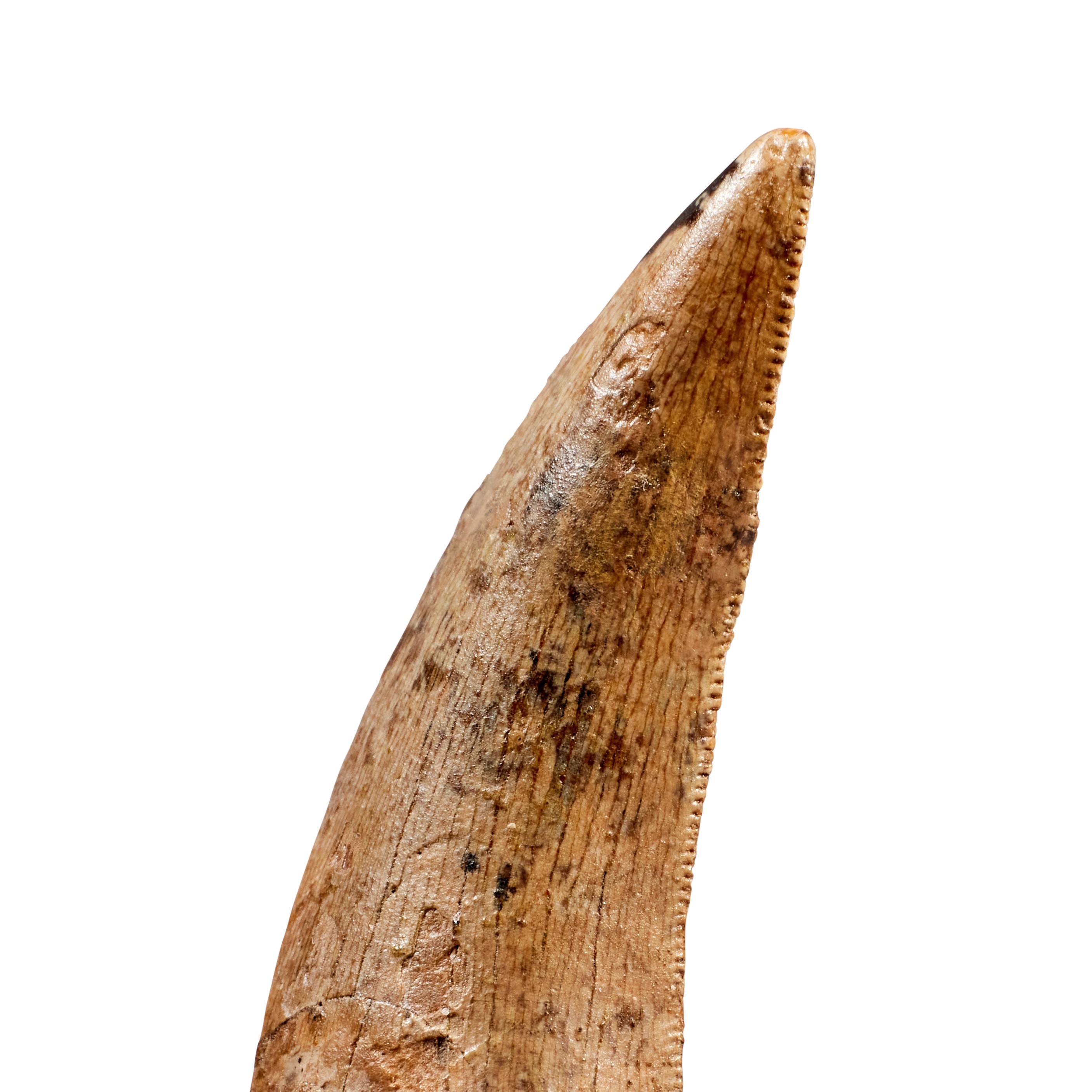 Nanotyrannus Complete Rooted Tooth | Natural History, including ...
