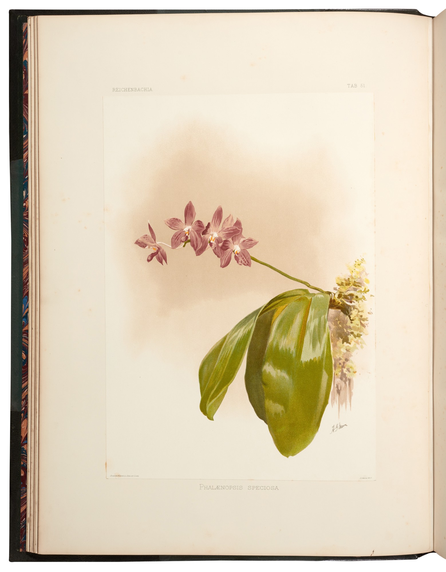 Frederick Sander | Reichenbachia. Orchids illustrated and described ...