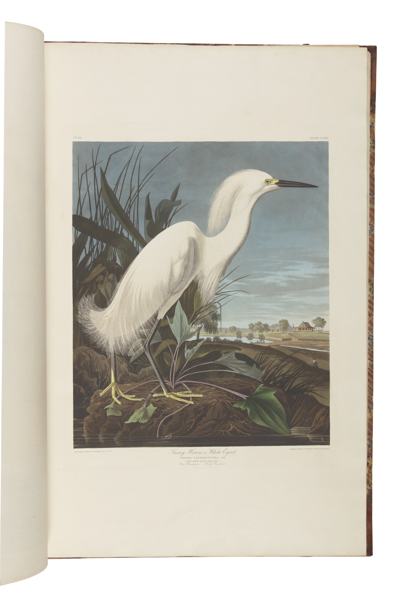 JOHN JAMES AUDUBON | The Birds of America; from Original Drawings by ...