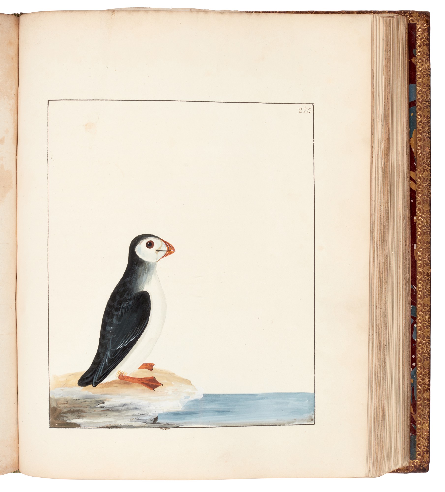 William Lewin | The Birds of Great-Britain with their Eggs, 1789-1794 ...