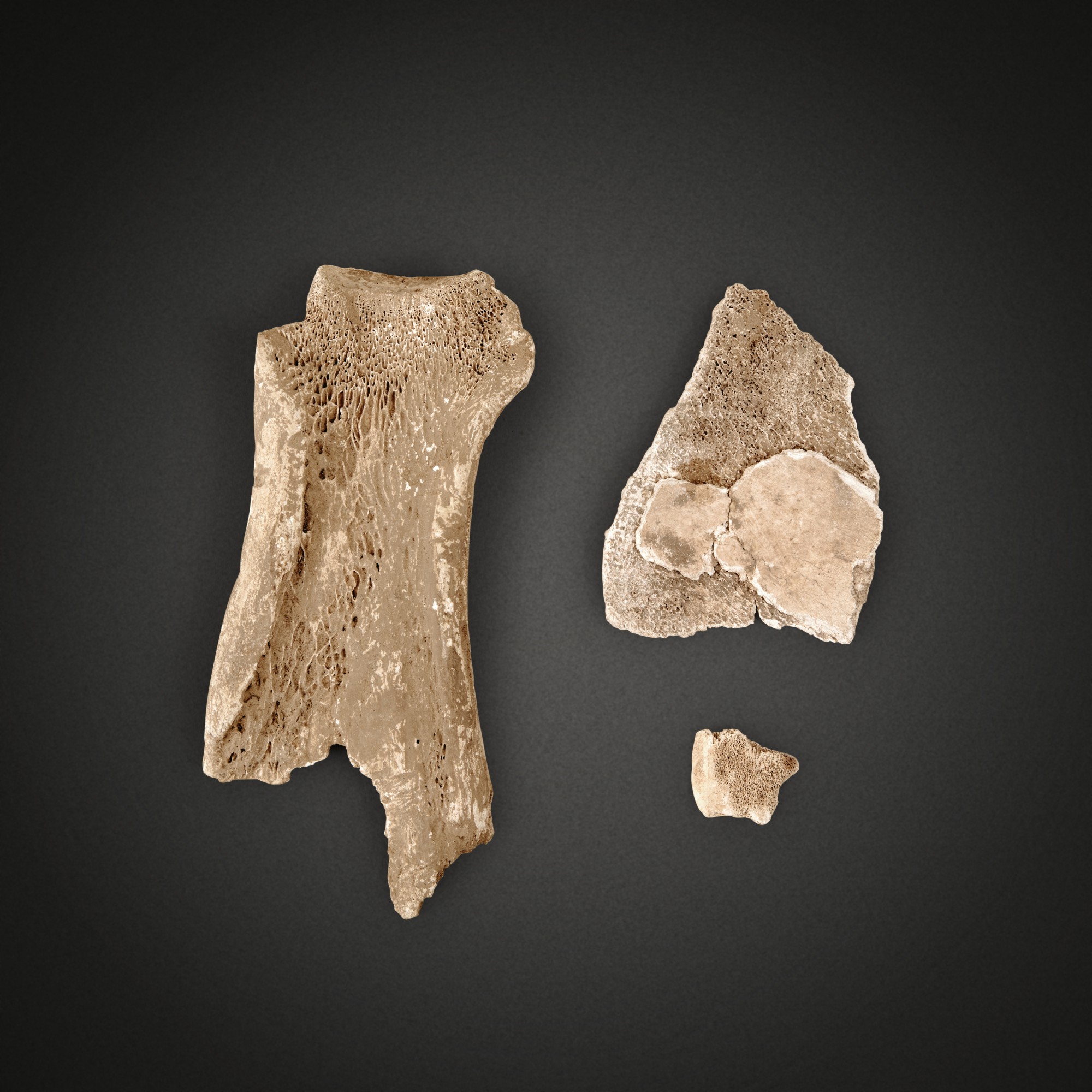 A group of three oracle bones with inscriptions, Late Shang dynasty ...