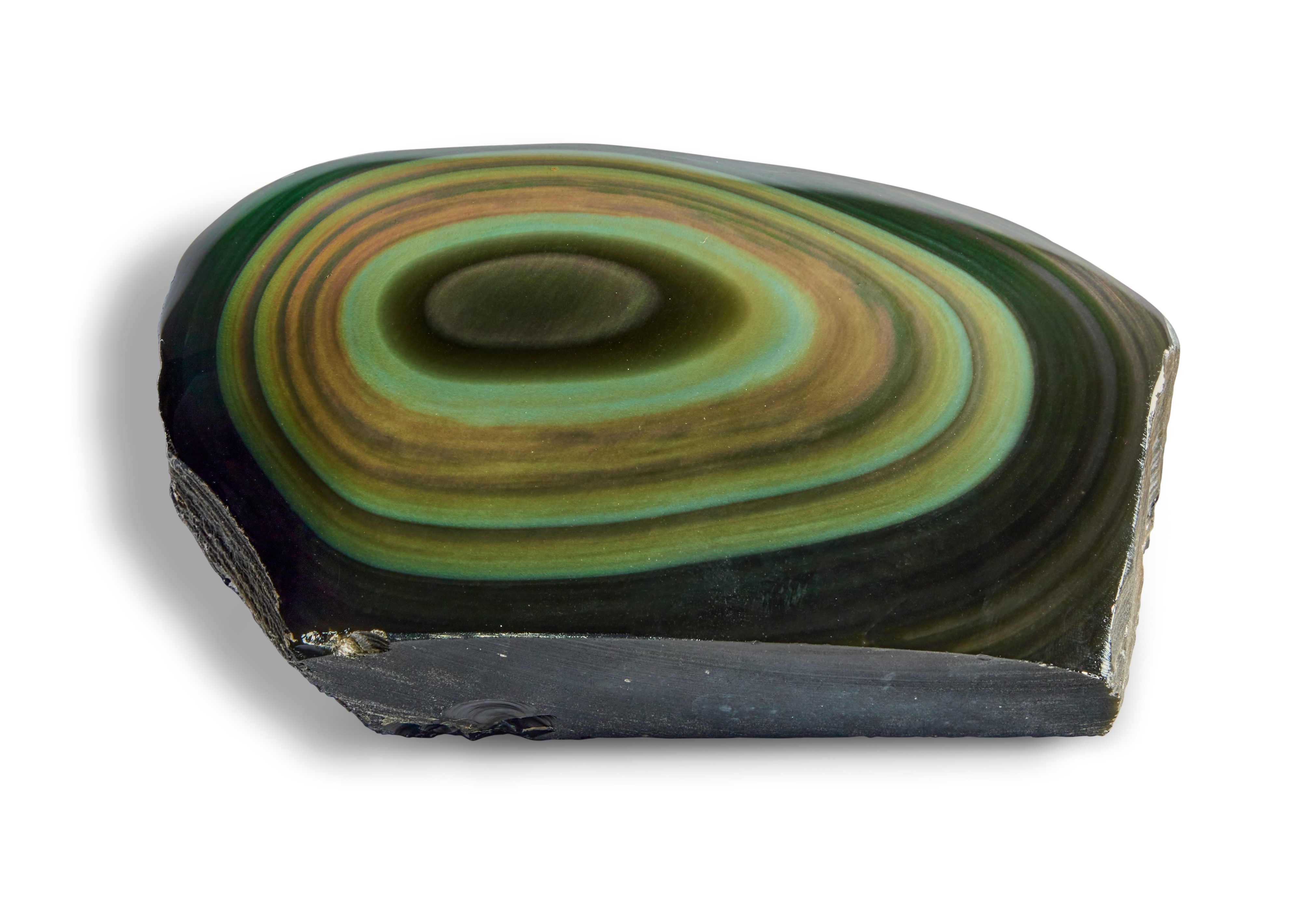 Rainbow Obsidian | Natural History, including Gorgosaurus | 2022 ...
