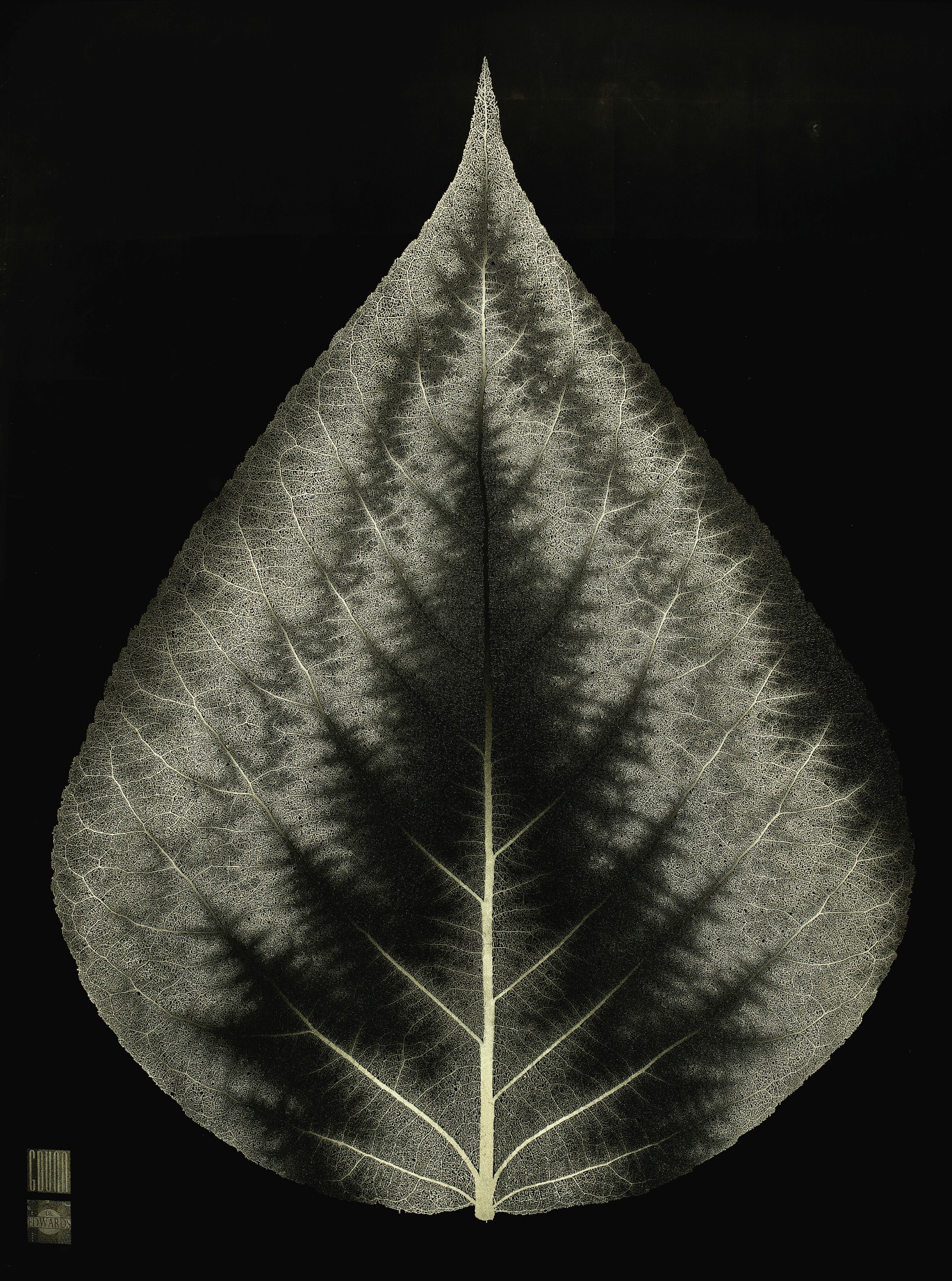 DR GREG DUNN & DR BRIAN EDWARDS | PHOTOSYNTHESIS | Contemporary Art ...