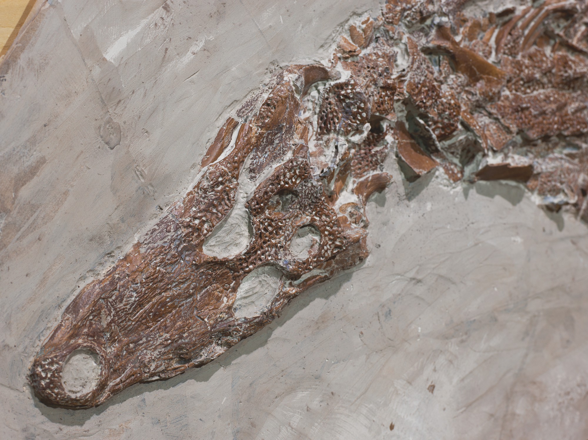 A RARE DIPLOCYNODON FOSSIL | Eclectic | New York | 2020 | Sotheby's