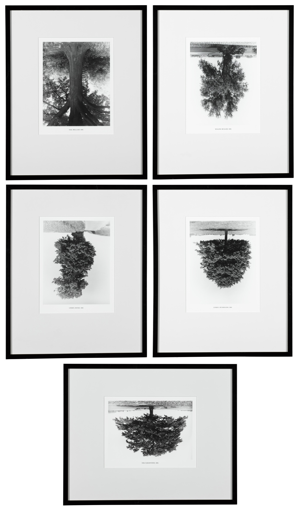 Flanders Trees | Contemporary Curated | 2023 | Sotheby's