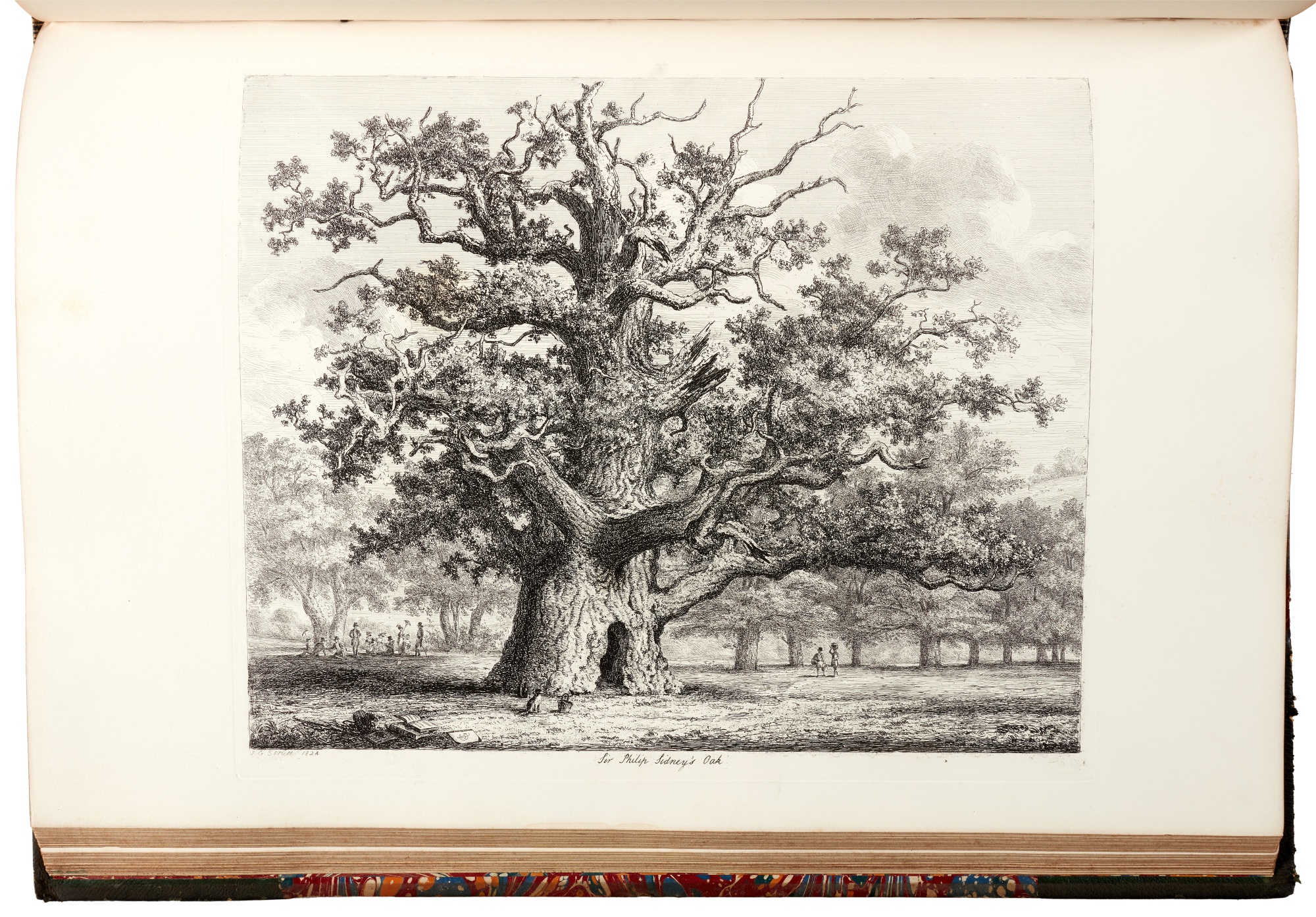 Jacob George Strutt | Sylva Britannica, London, 1826 [but 1840 ...