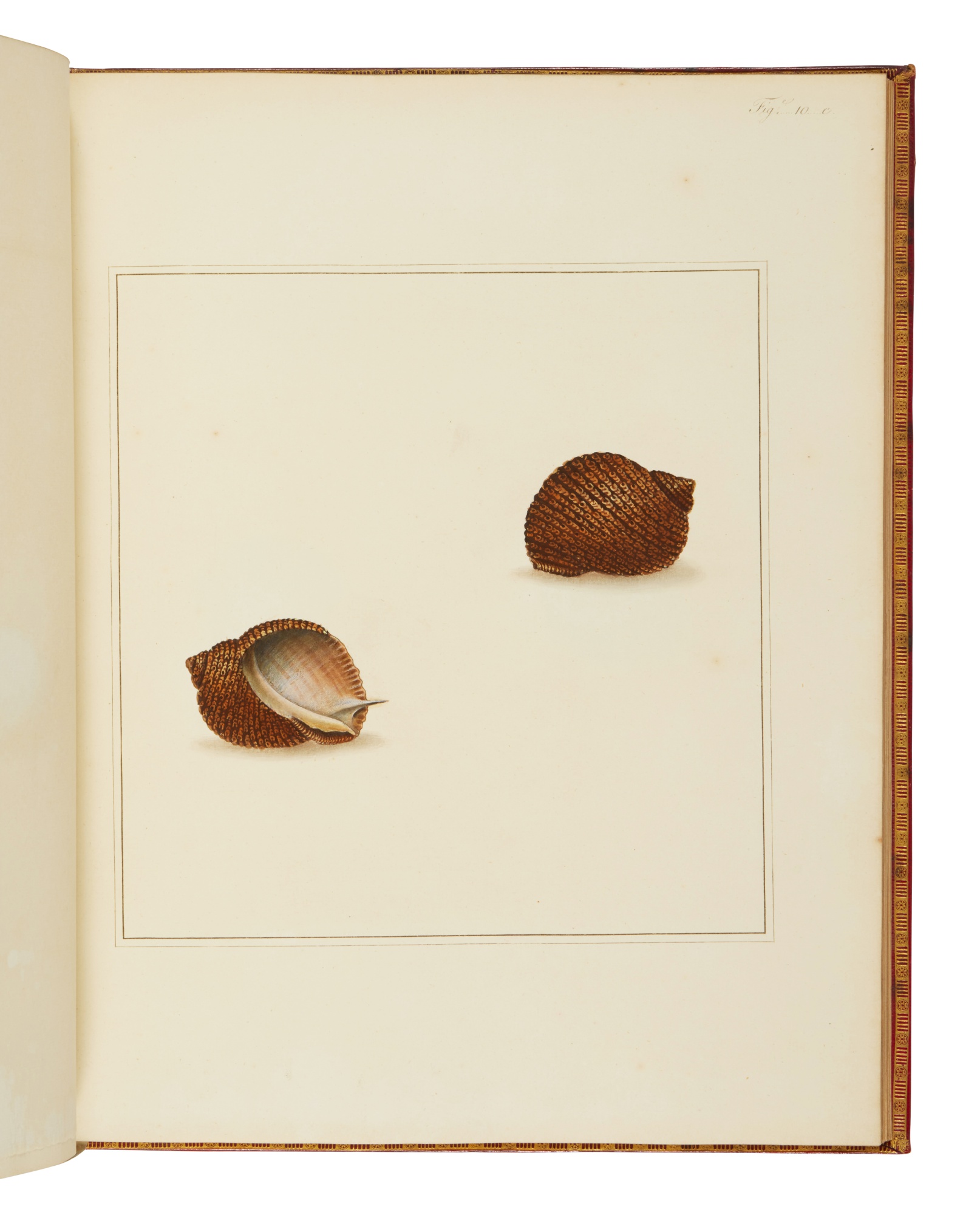 Martyn, Thomas | Exquisite depictions of shells collected during ...