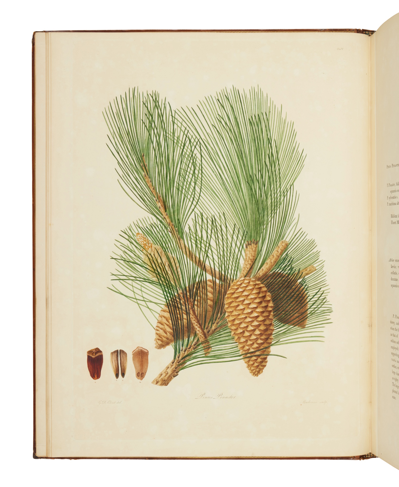 Lambert, Aylmer Bourke | The Mackenzie-Horticultural Society of New ...