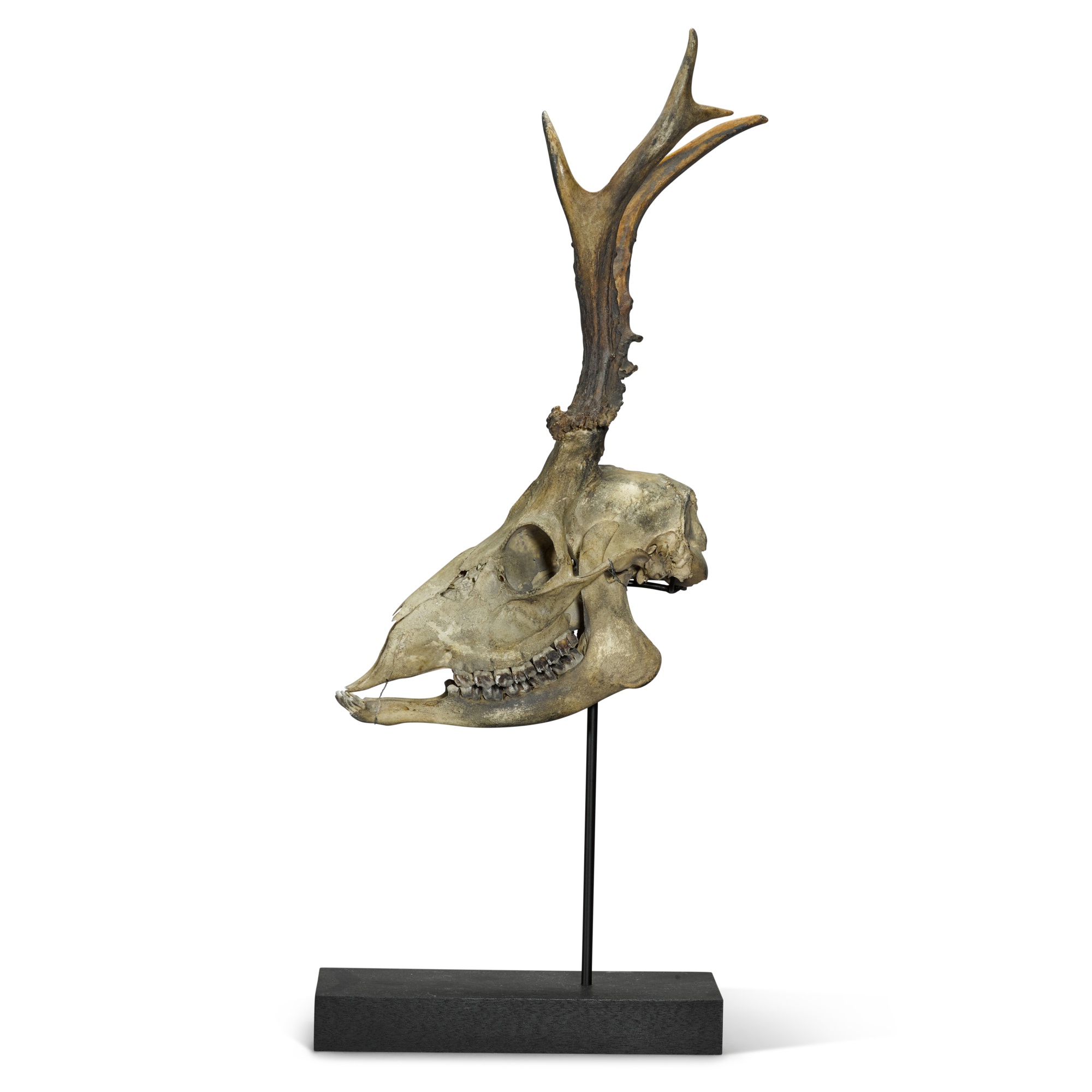 A malformation of Unicorn Buck Deer, 20th century | Emma Hawkins: A ...