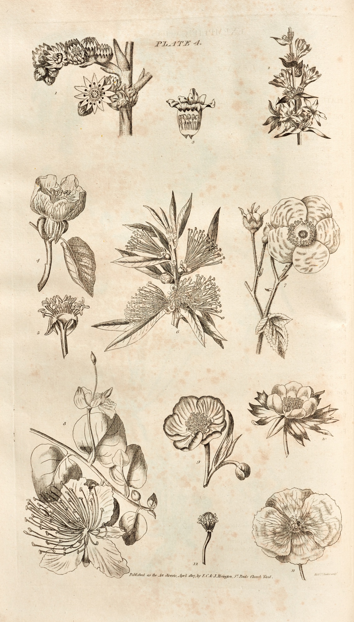 Philip Miller and Thomas Martyn | The Gardener's and Botanist's ...