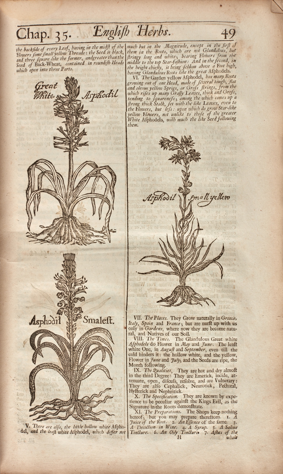 William Salmon | Botanologia. The English herbal: or, history of plants ...