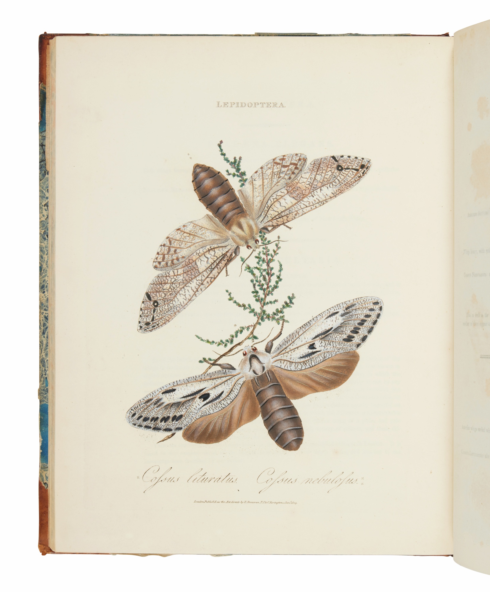 Donovan, Edwards | First edition of a rare catalog of South Seas ...