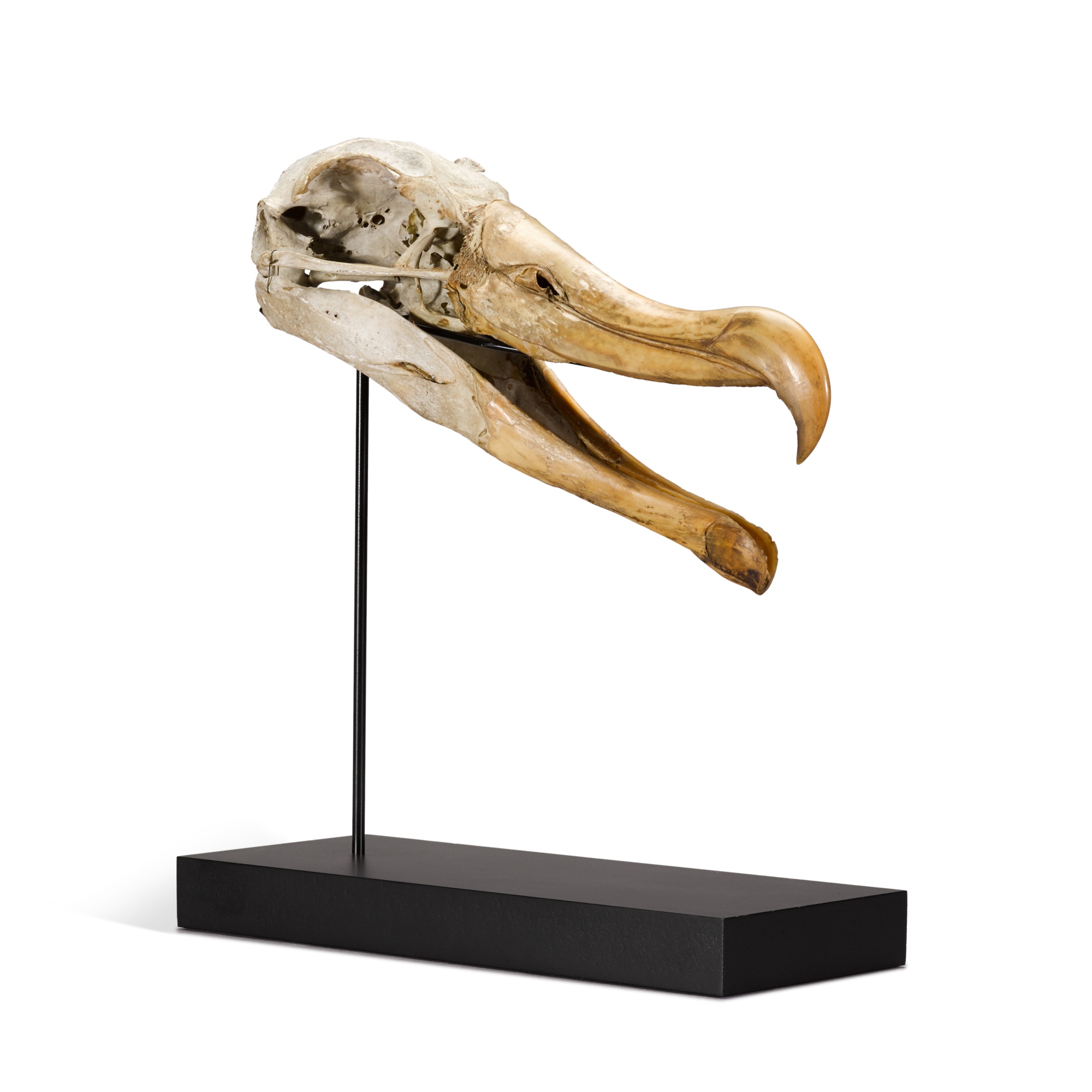 An antique wandering Albatross skull, late 19th/early 20th century ...