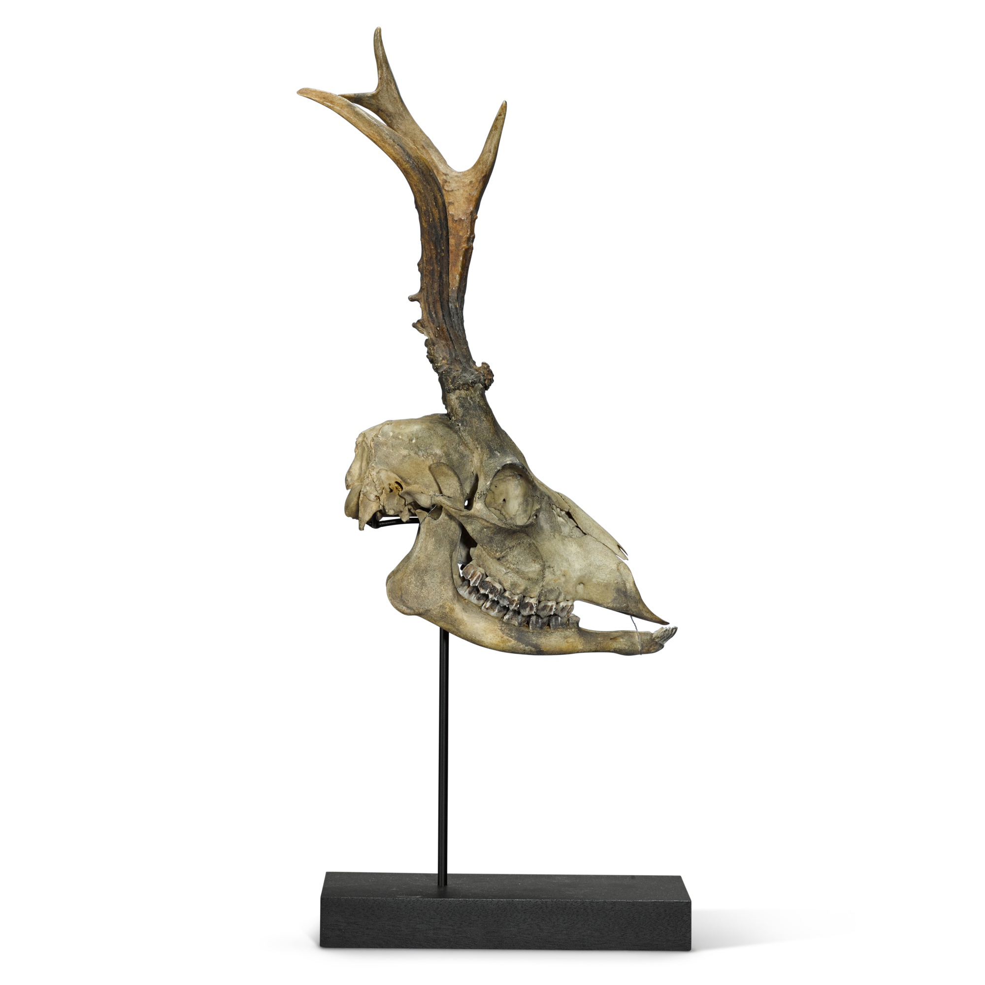 A malformation of Unicorn Buck Deer, 20th century | Emma Hawkins: A ...