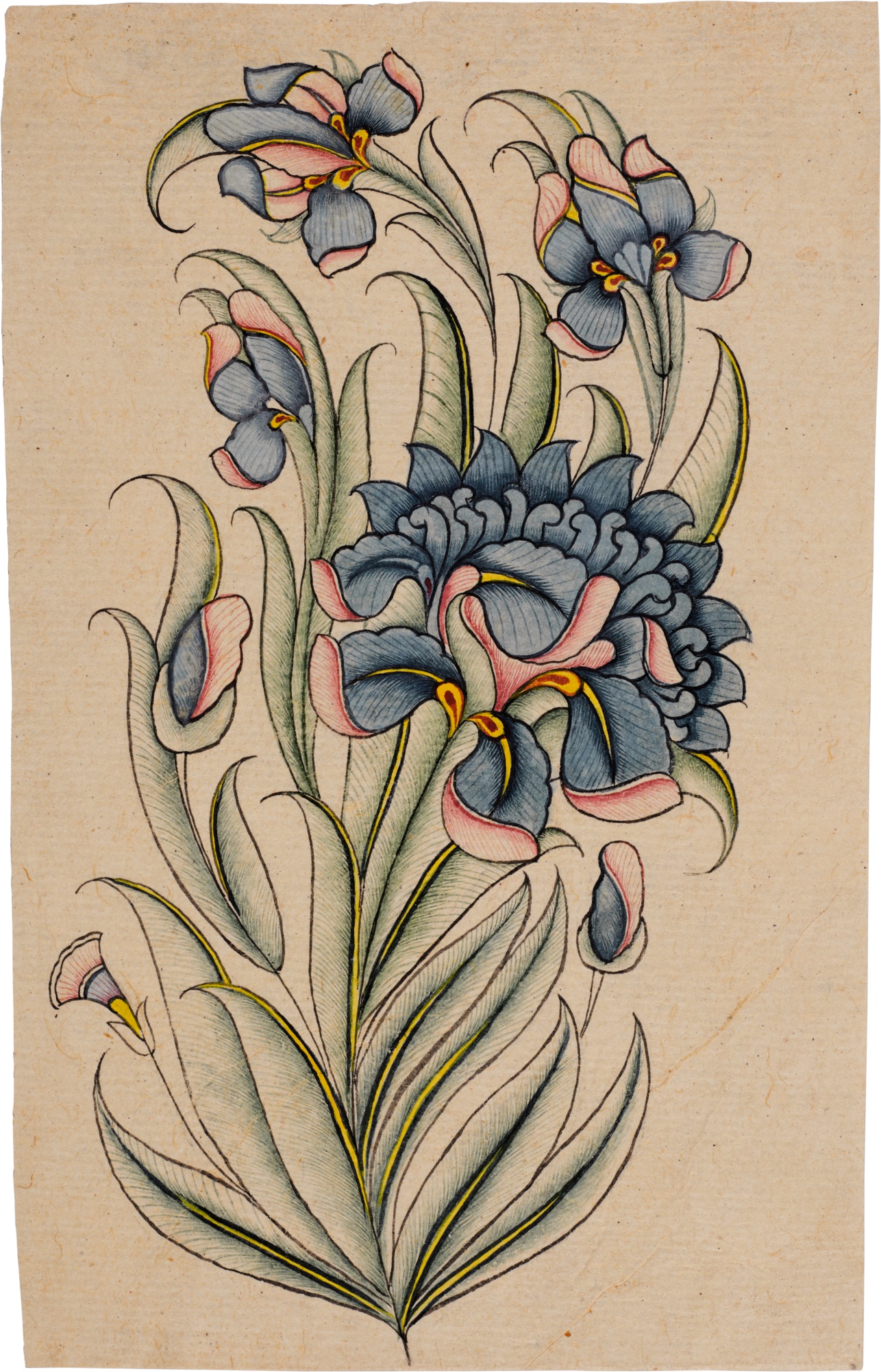 An illustration of an iris, India, 19th century | The Edith & Stuart ...