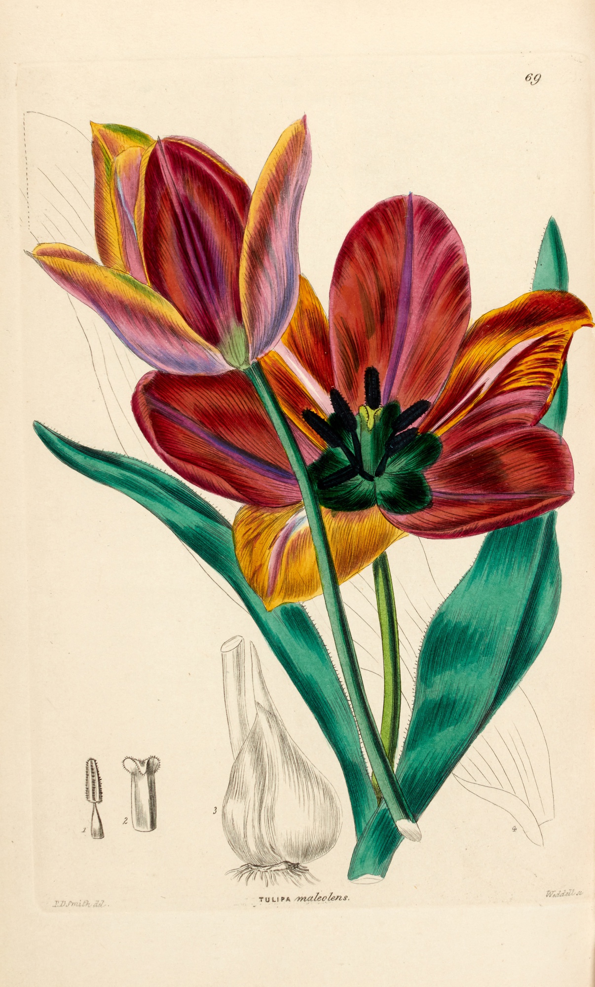 John Lindley and Robert Sweet | The ornamental flower garden and ...