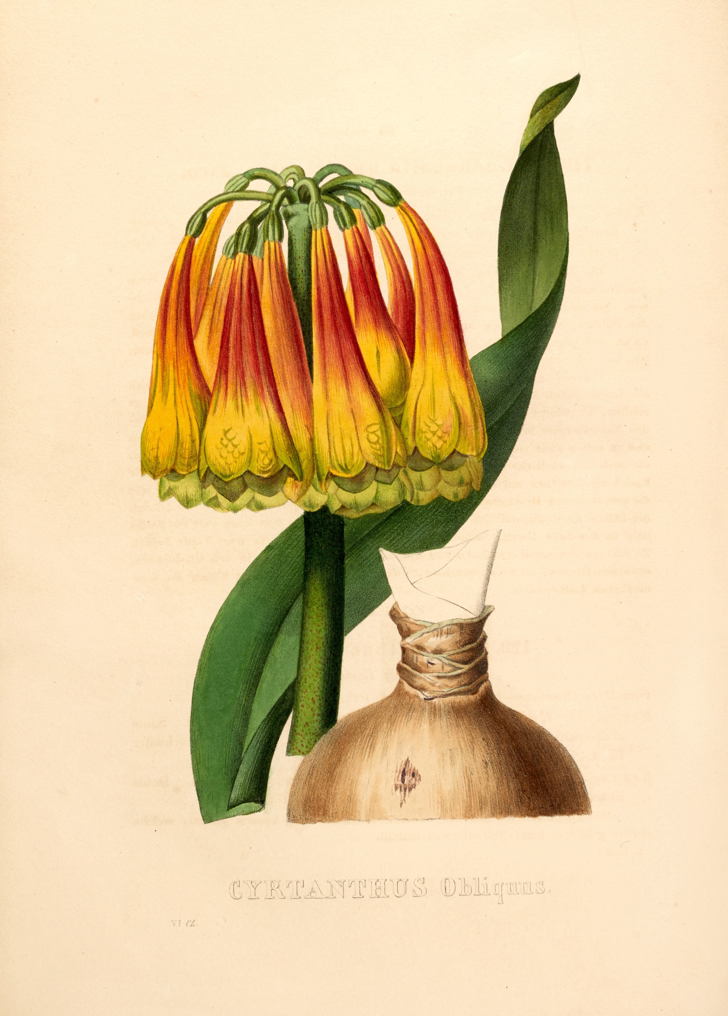 H.L. Ludwig Reichenbach | Flora exotica, 1834-36, 5 vols, nineteenth ...