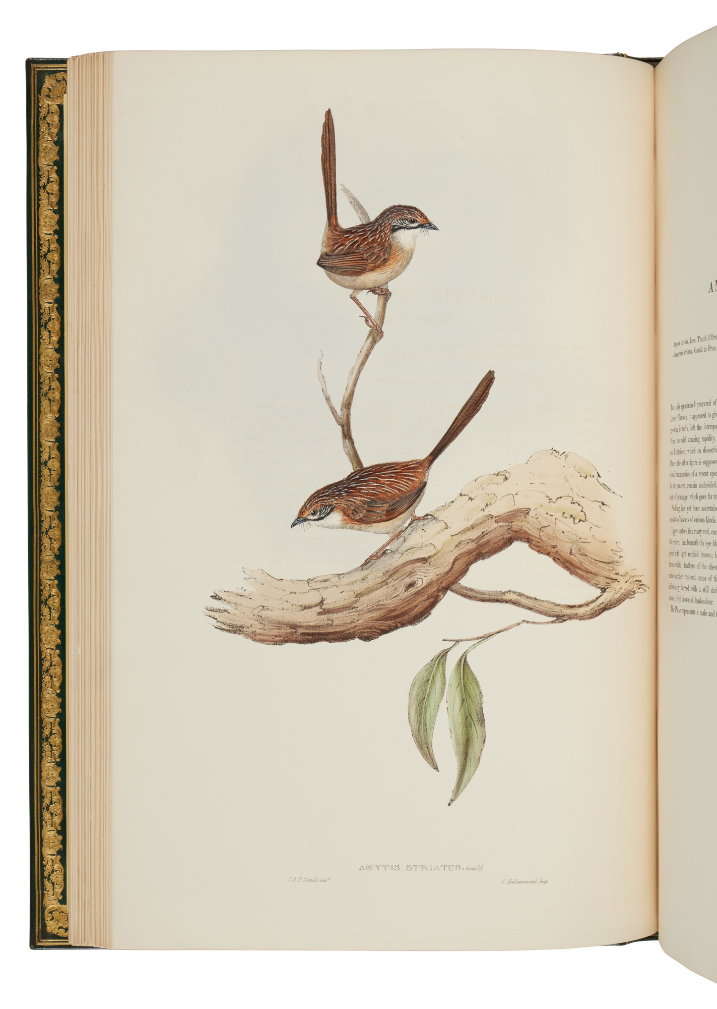 Gould, John | Gould's largest and most important work | Fine Books and ...