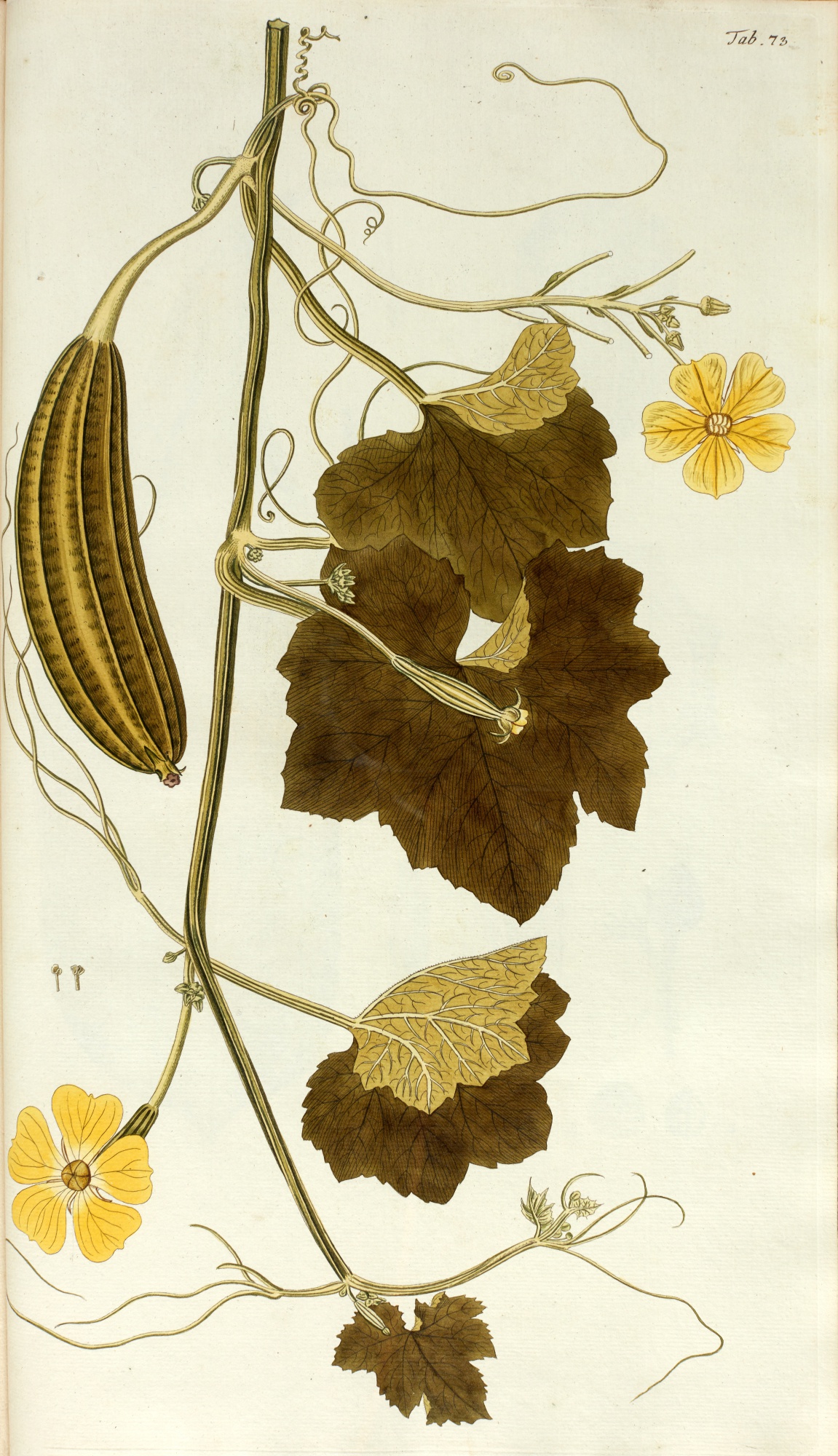 Nikolaus Joseph von Jacquin | Hortus botanicus Vindobonensis, Vienna ...